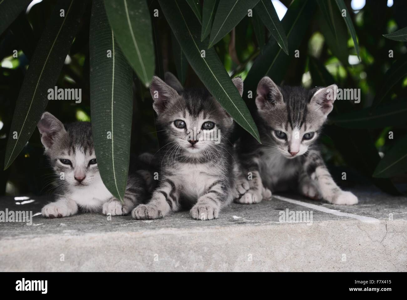 Kitten sitting on wall hi-res stock photography and images - Alamy
