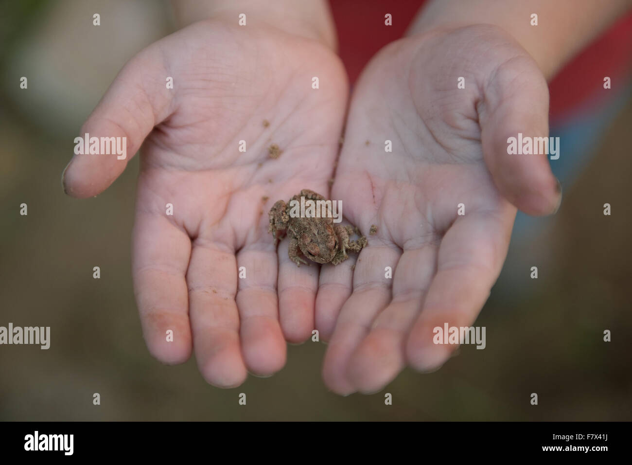 Real toad hi-res stock photography and images - Alamy