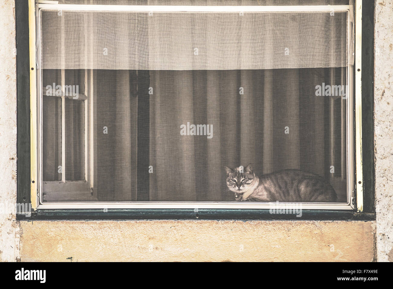 Cat sitting in a window Stock Photo - Alamy