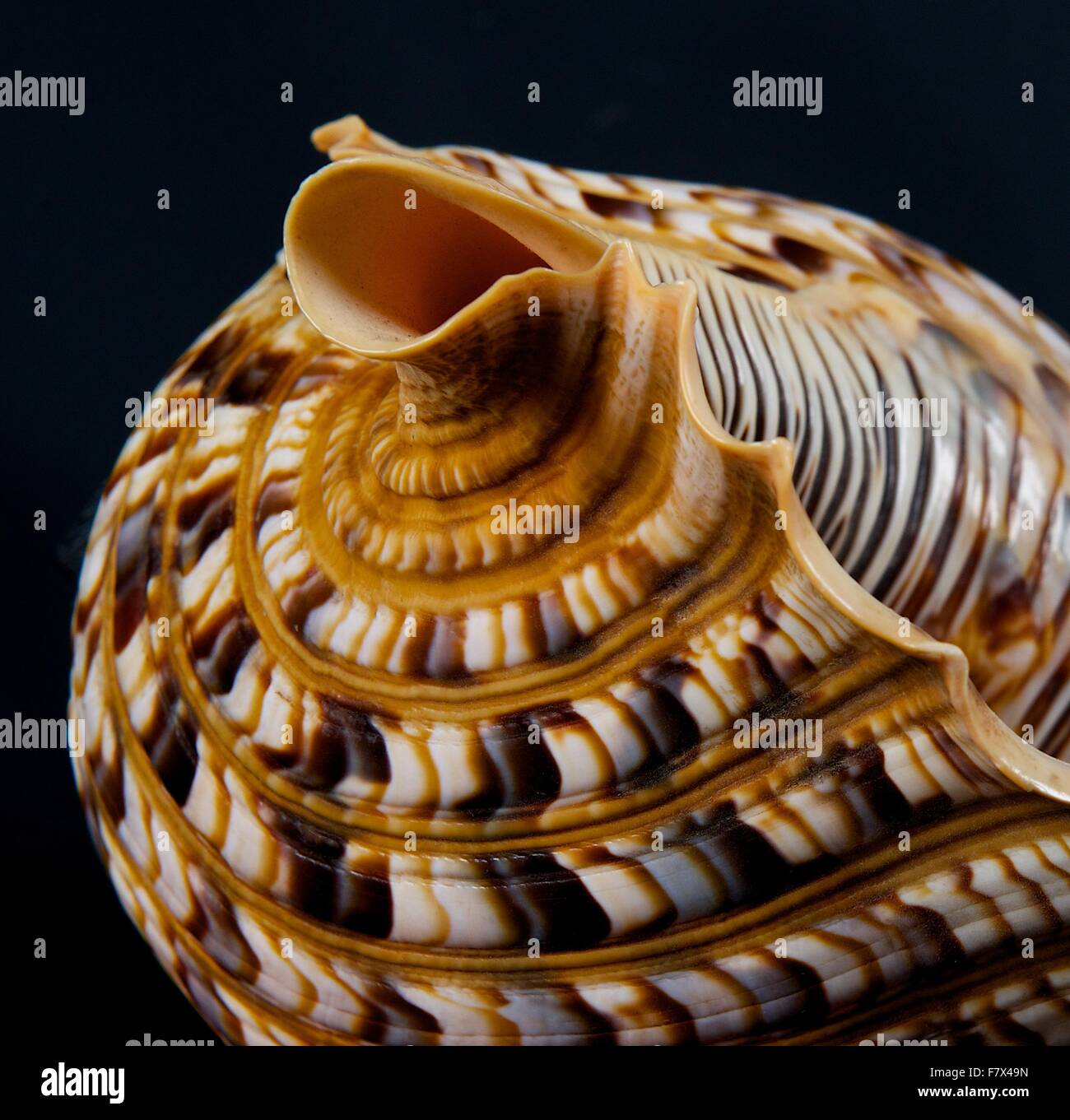 Seashell up close hi-res stock photography and images - Alamy