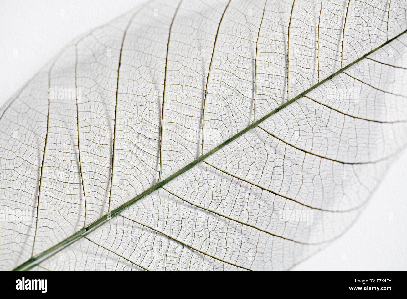 Dry leaf detail texture Stock Photo - Alamy