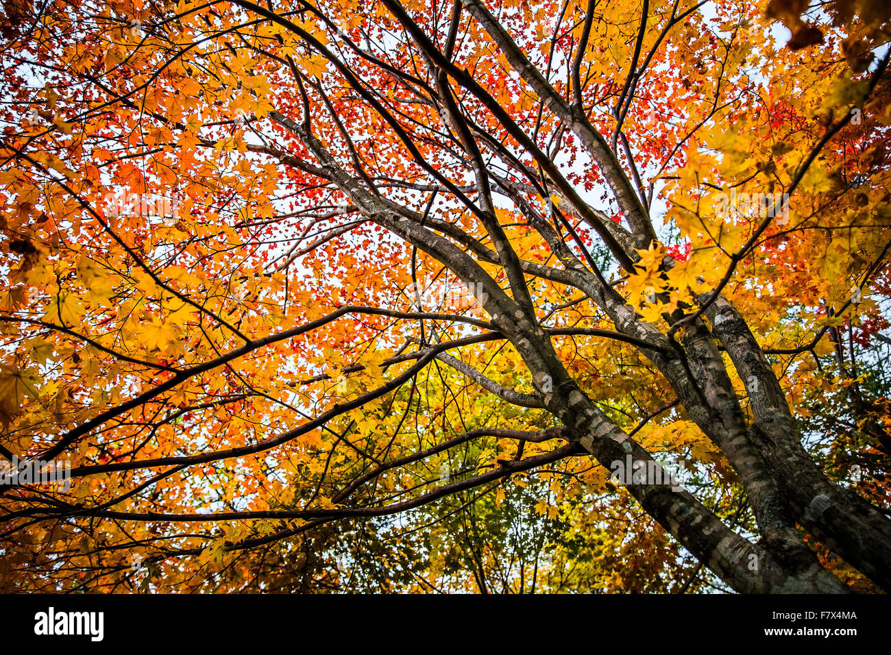 Low angle view of Autumn tree, Hokkaido, Japan Stock Photo - Alamy
