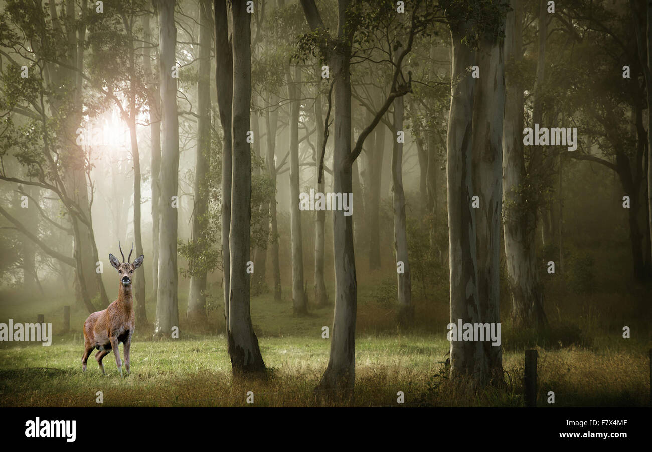 Deer standing in forest, Paris, France Stock Photo - Alamy
