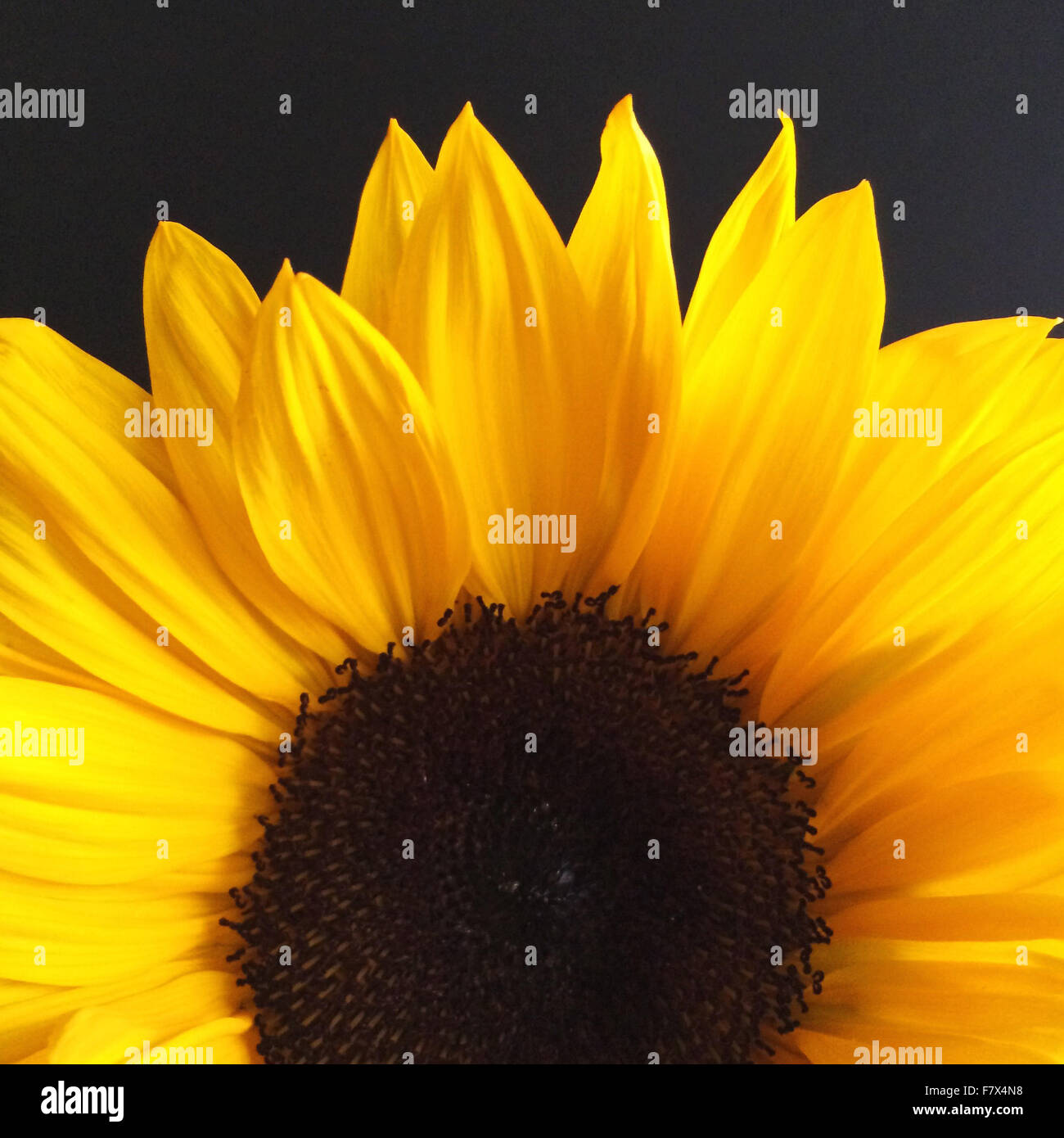 Close-up of a sunflower Stock Photo - Alamy