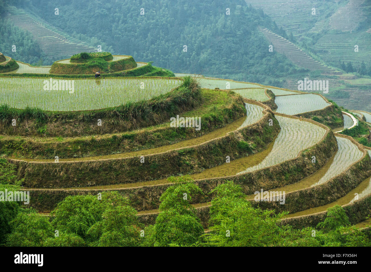 Paddy field terraces, Guilin, China Stock Photo - Alamy