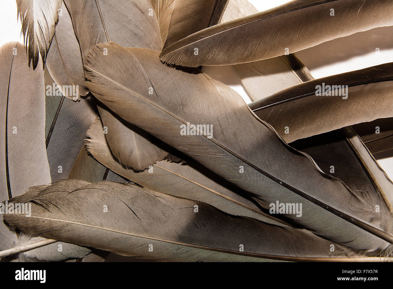 Feathers of pigeon on white background Stock Photo - Alamy