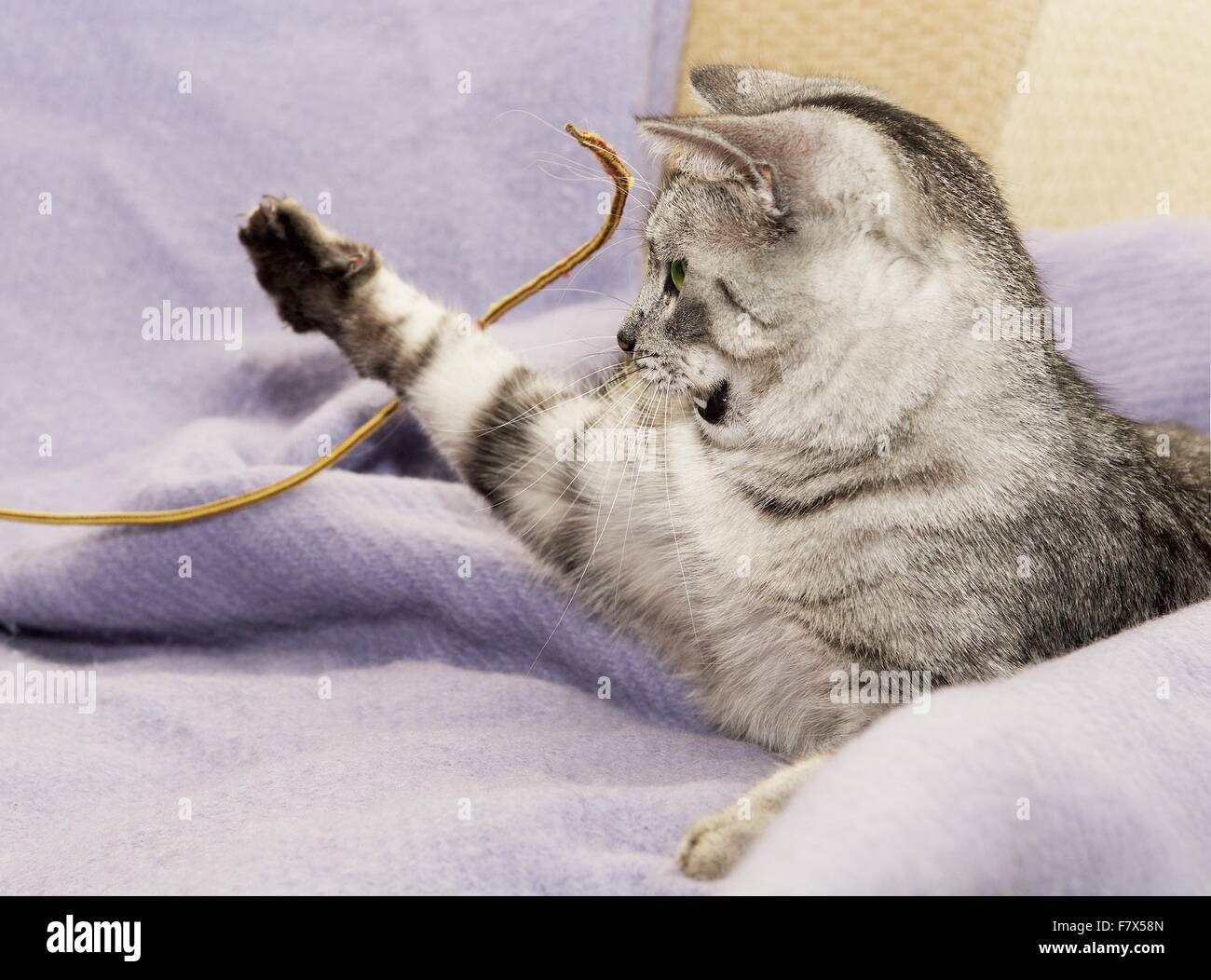 Cat playing with string hi-res stock photography and images - Alamy