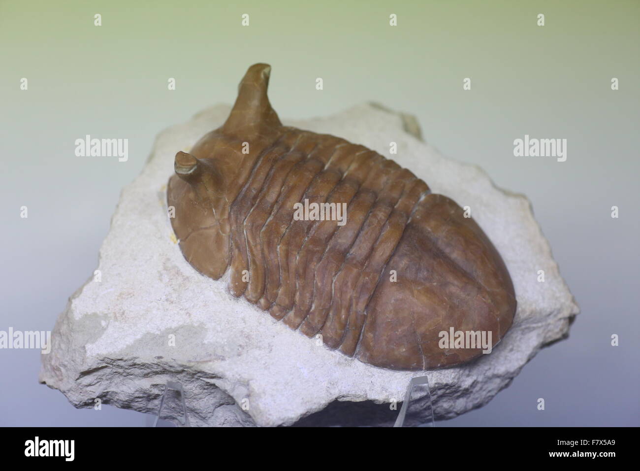 Trilobita hi-res stock photography and images - Alamy