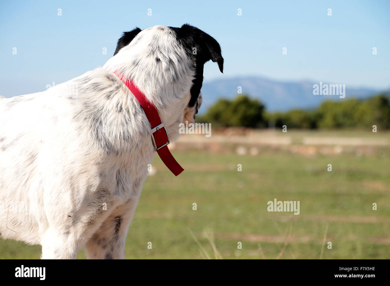 Side view of a dog looking at sheep in a field Stock Photo - Alamy