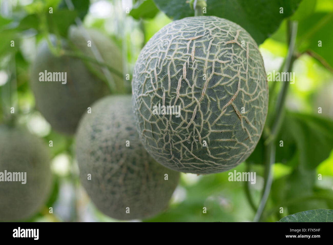 Melons hanging on tree in greenhouse, Sakon, Nakhon, Thailand Stock ...