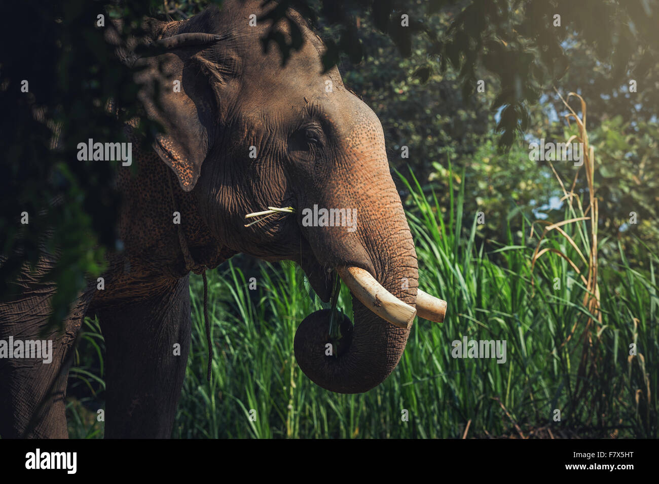 Elephant in the forest, Thailand Stock Photo - Alamy