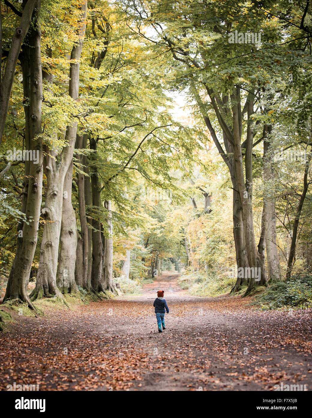 Boy walking through forest Stock Photo - Alamy