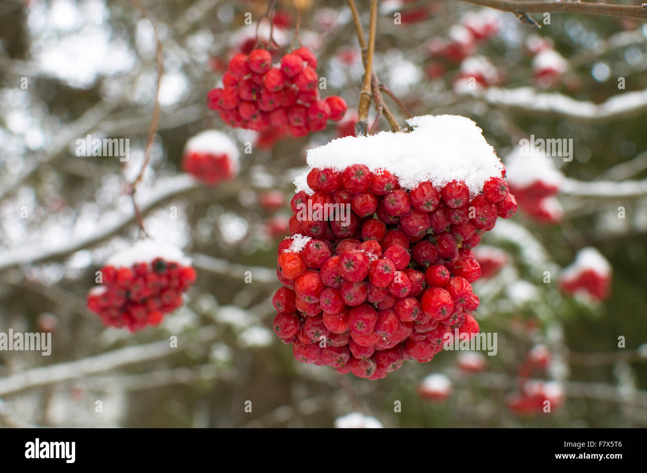 Bush with snow hi-res stock photography and images - Alamy