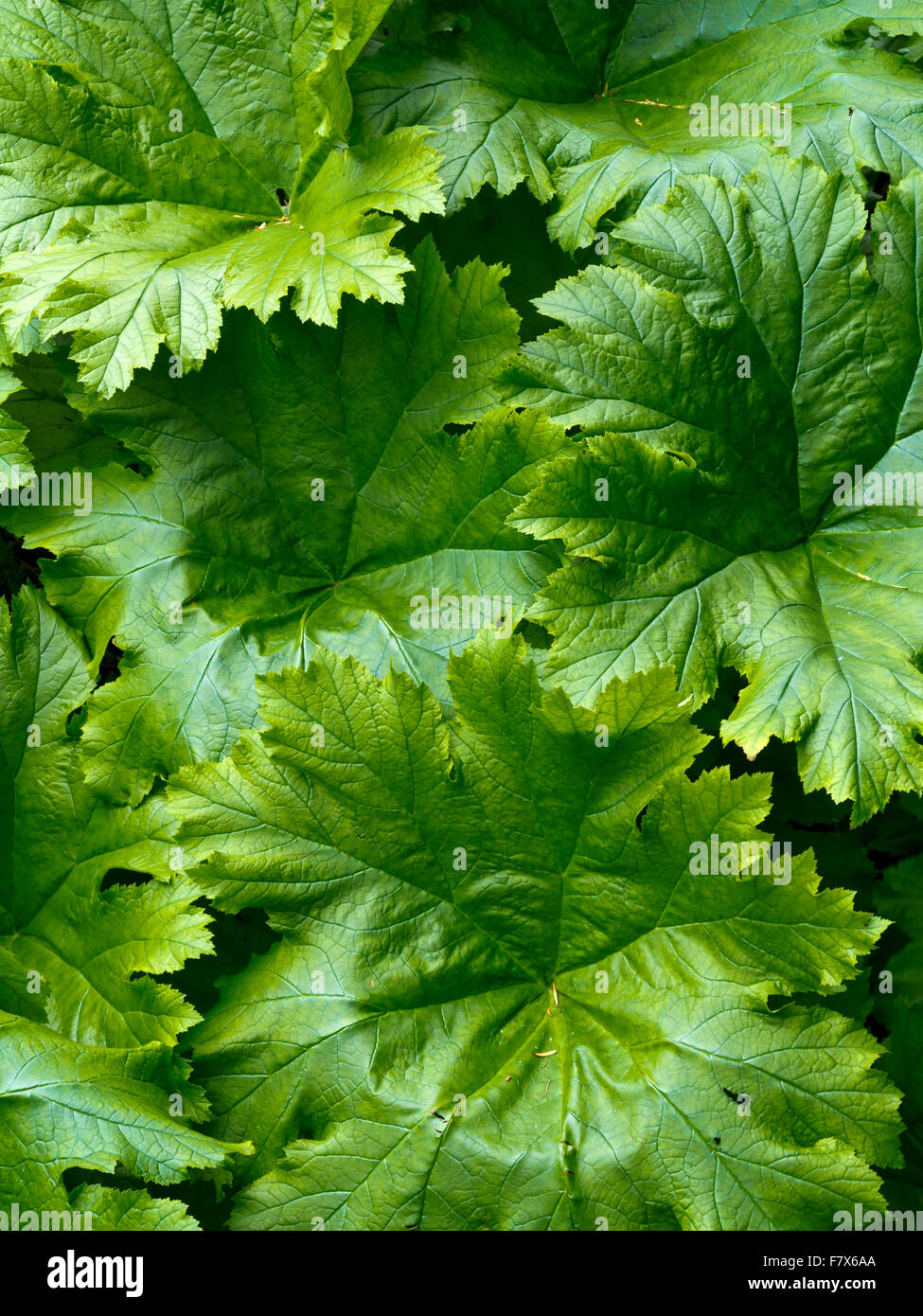 Close up view of green gunnera leaves in a garden Stock Photo - Alamy
