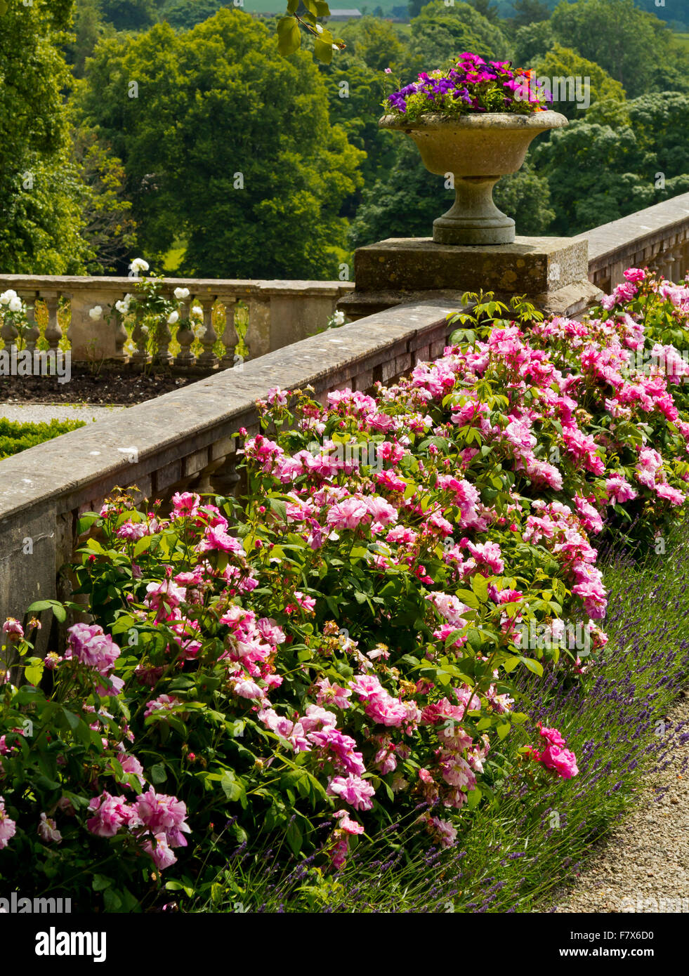 Roses growing on a terrace at Thornbridge Hall a country house near ...