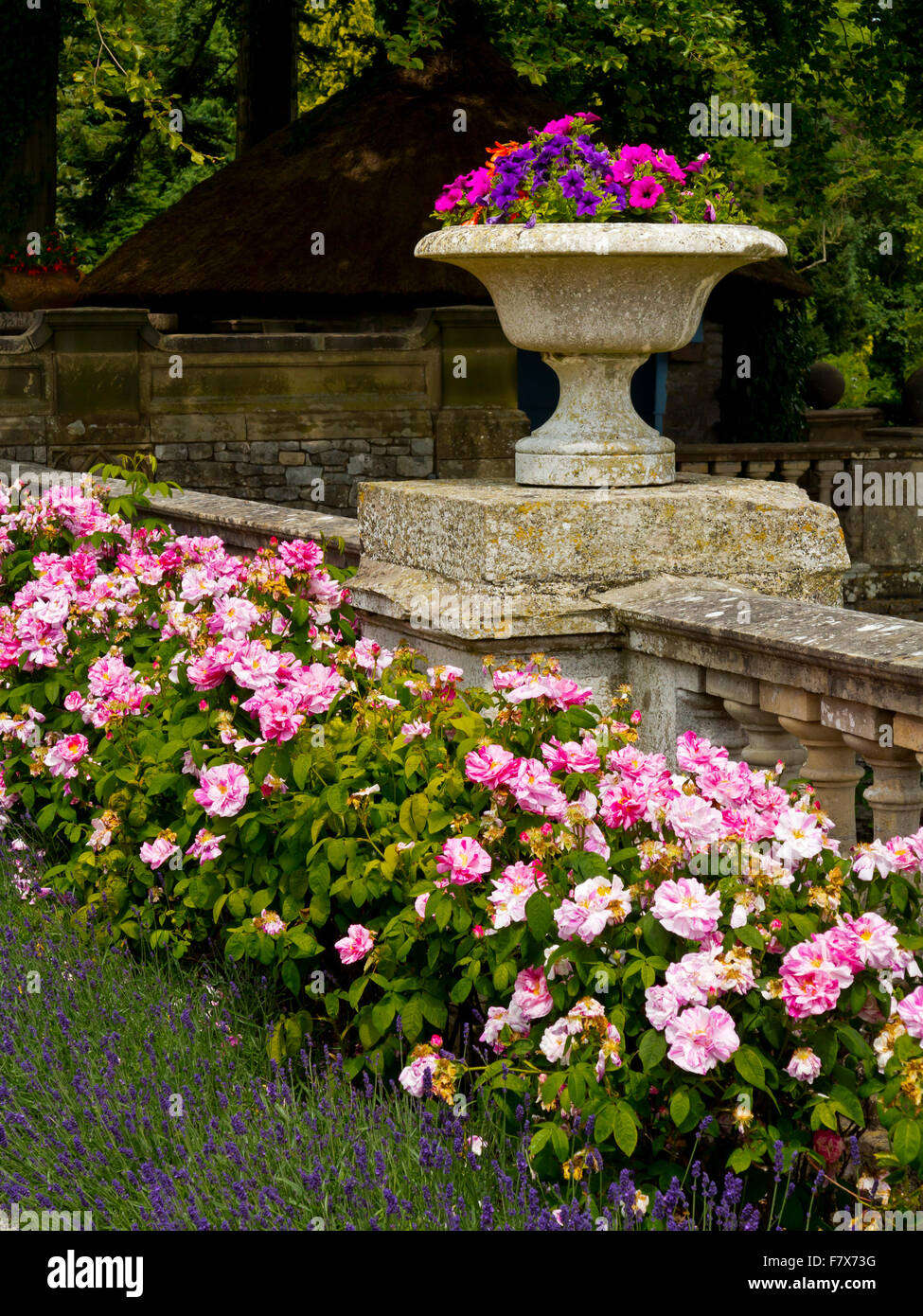 Roses growing on a terrace at Thornbridge Hall a country house near ...