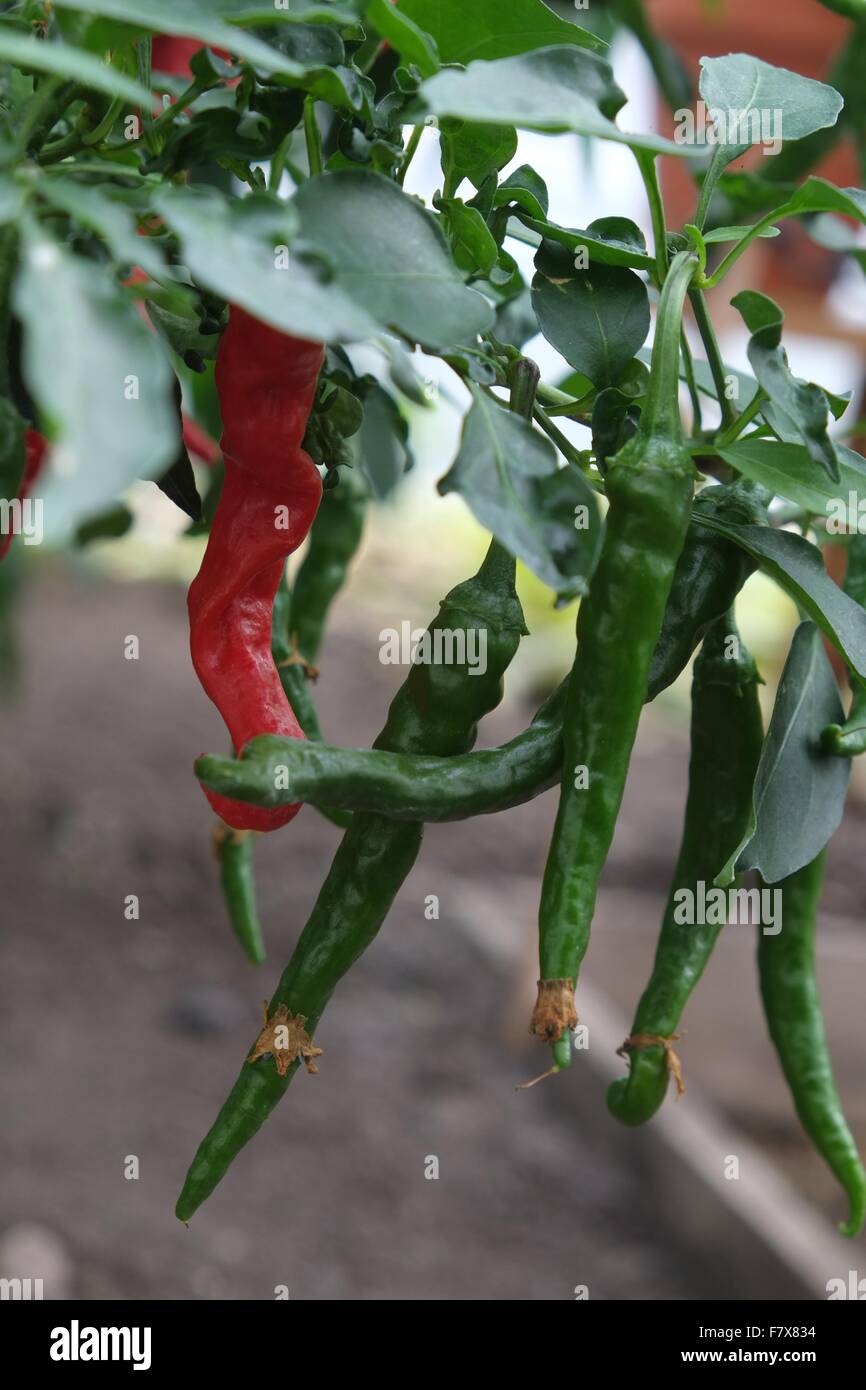 Spicy chilli pepper hi-res stock photography and images - Alamy