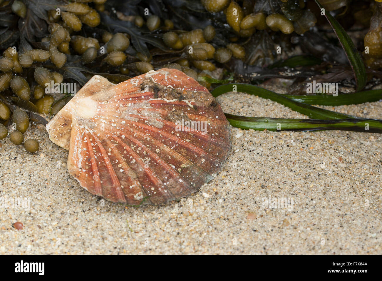 Great scallop, king scallop, seashell, seashells, sea shells, Große ...