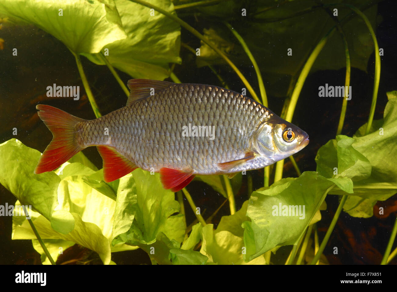 Common rudd, Rotfeder, Unechtes Rotauge, Gelbauge, Scardinius ...