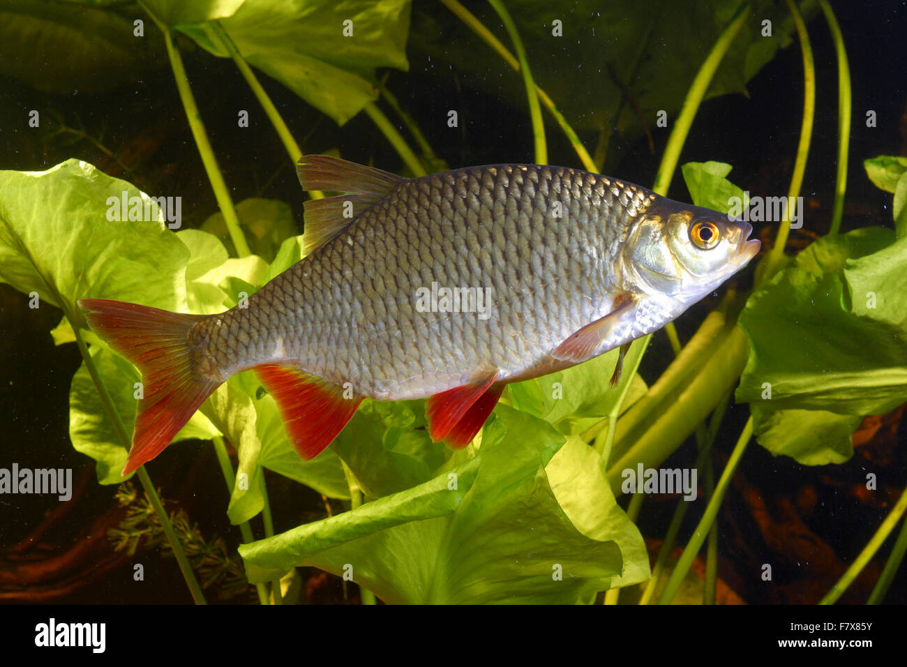 Common rudd, Rotfeder, Unechtes Rotauge, Gelbauge, Scardinius ...