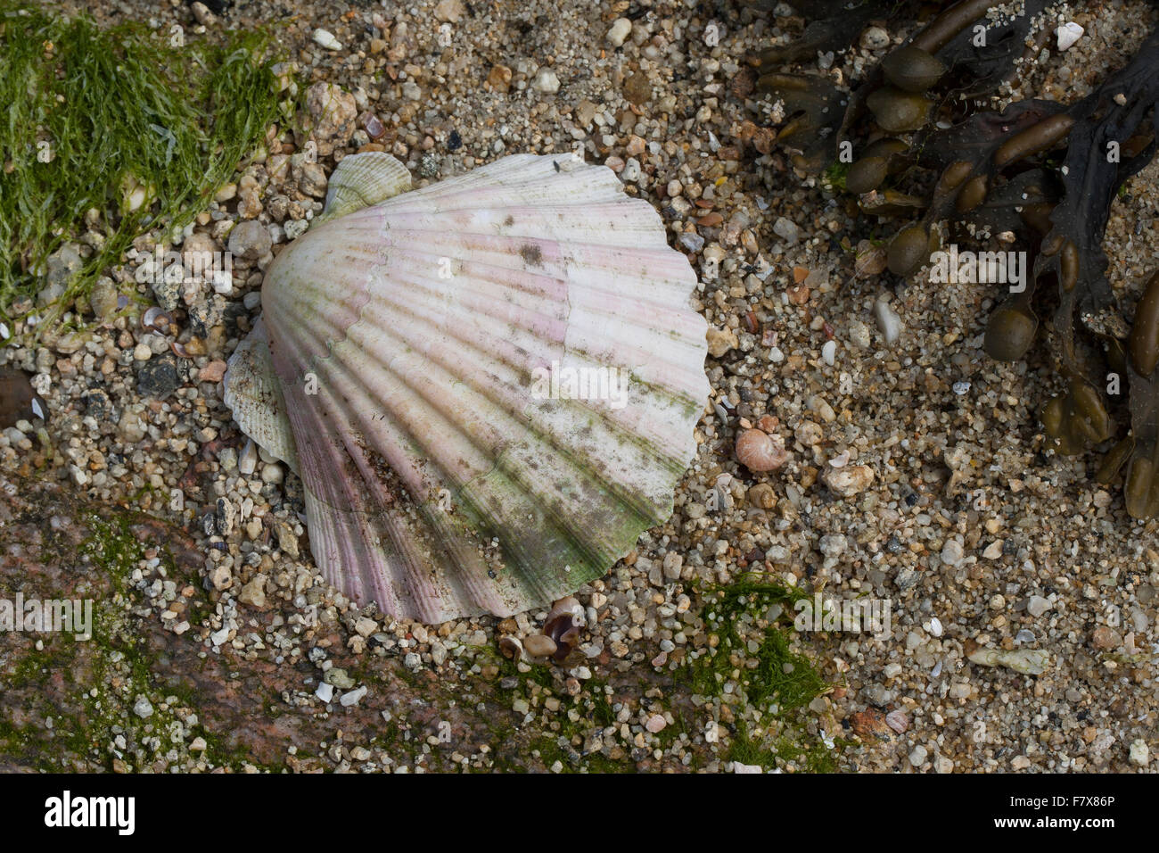 Great scallop, king scallop, seashell, seashells, sea shells, Große ...