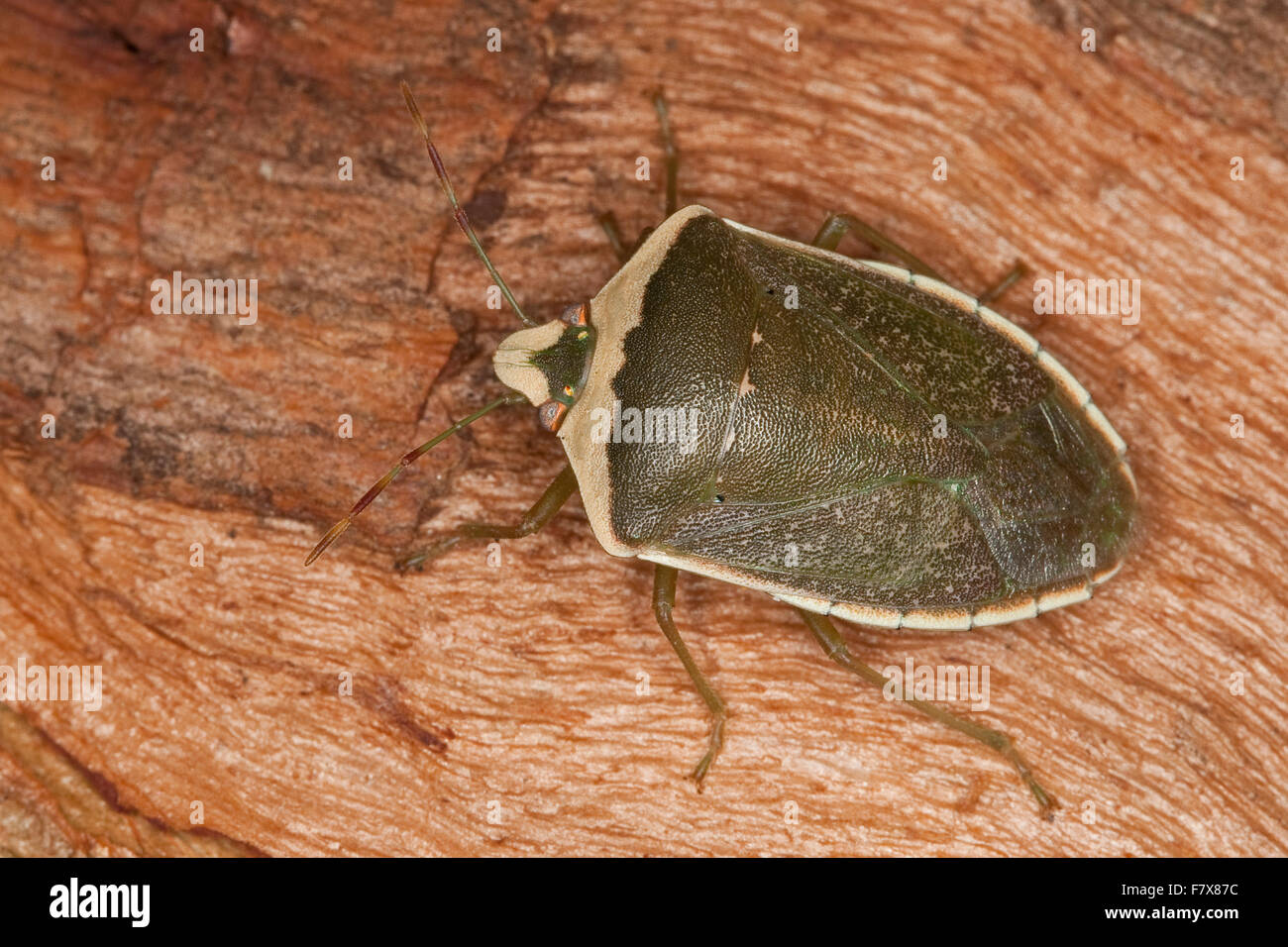 Southern green stink bug, green vegetable bug, Southern Green Shieldbug ...