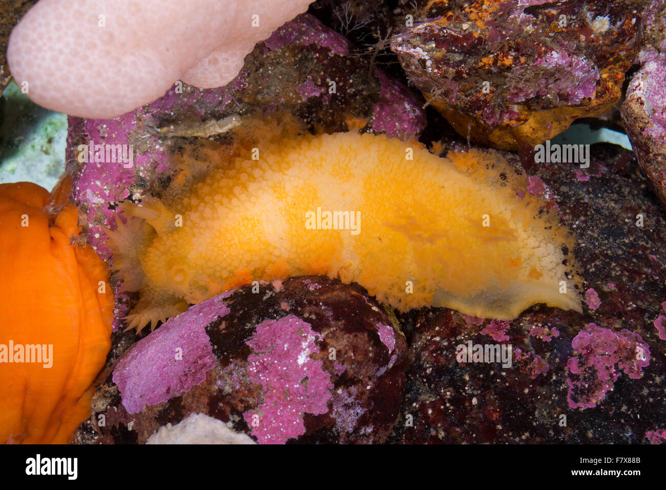 Tritonia hi-res stock photography and images - Alamy