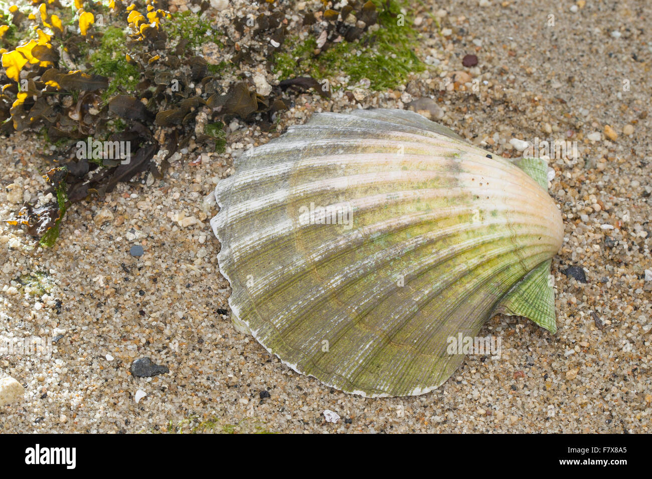 Great scallop, king scallop, seashell, seashells, sea shells, Große ...
