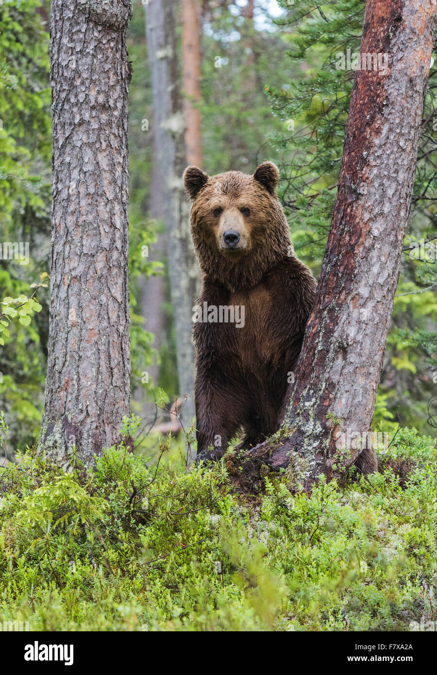 Brown bear, Ursus arctos, standing on his backlegs peaking from behind ...