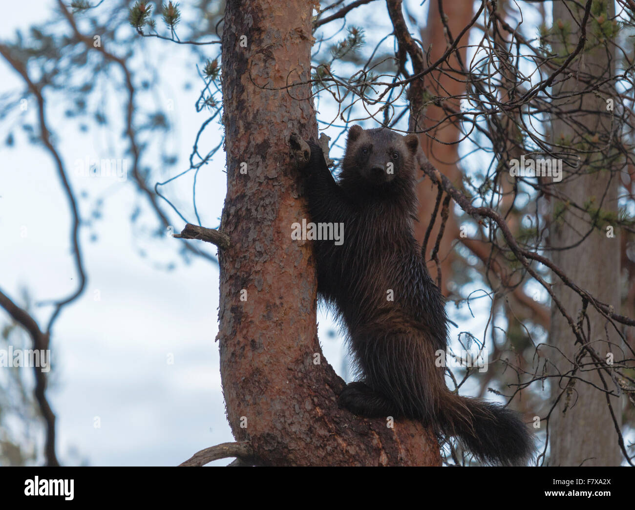 Wolverine High Resolution Stock Photography and Images - Alamy