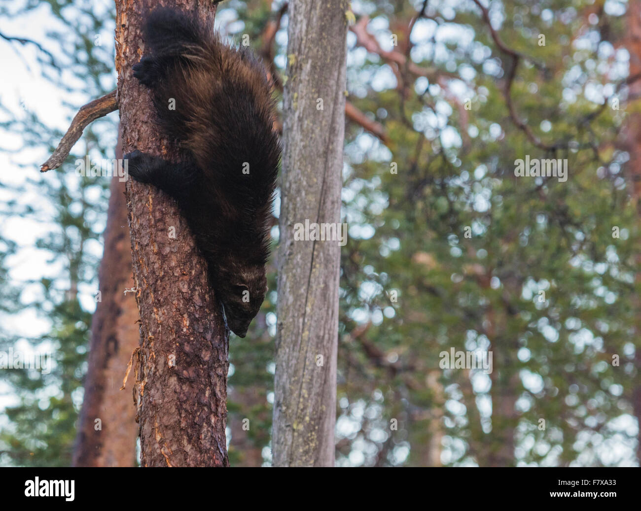 Wolverine, Gulo gulo, climbing a tree and is upside down comming down ...
