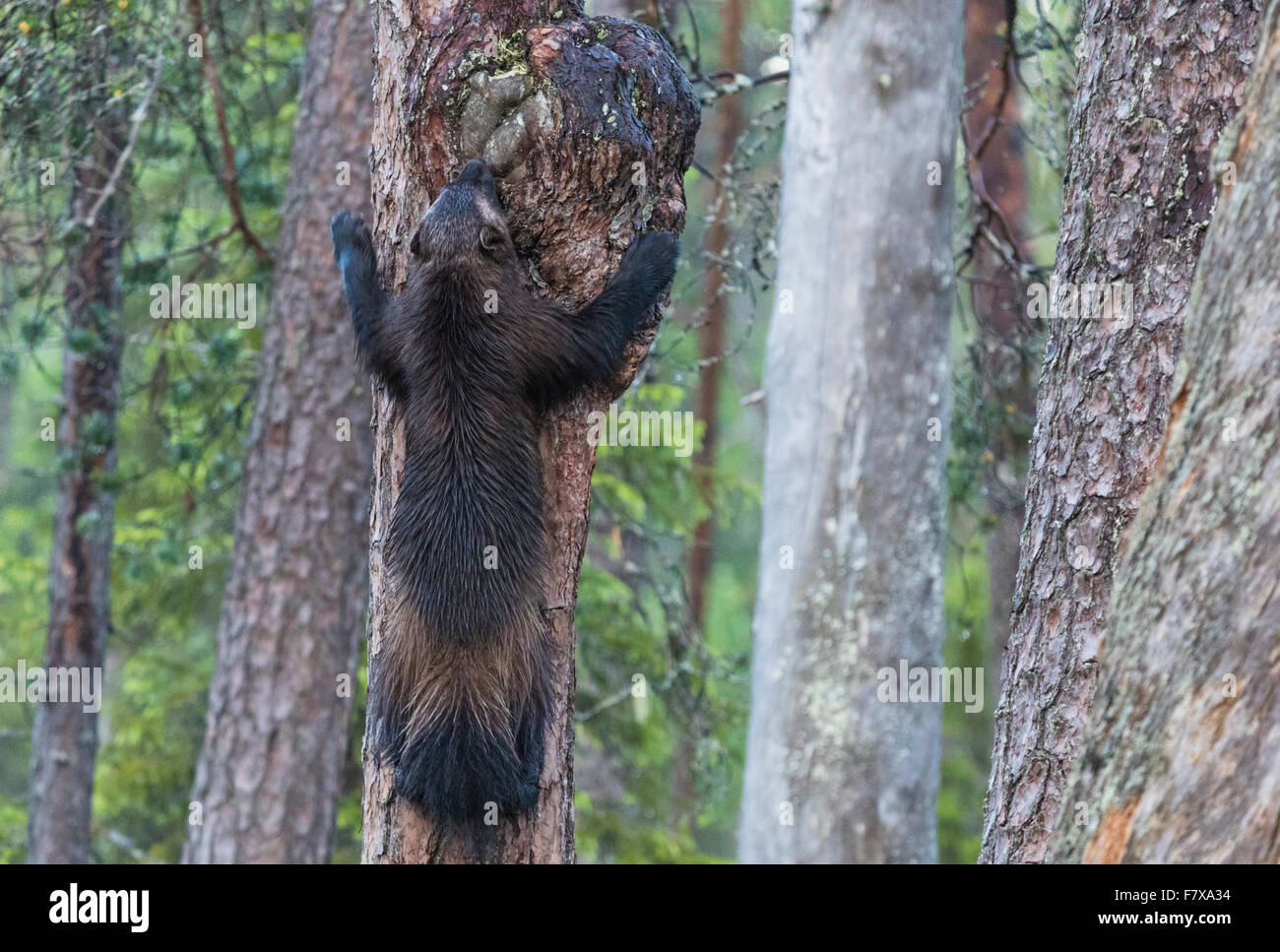 Wolverine, Gulo gulo, climbing a tree and have his back to the camera ...