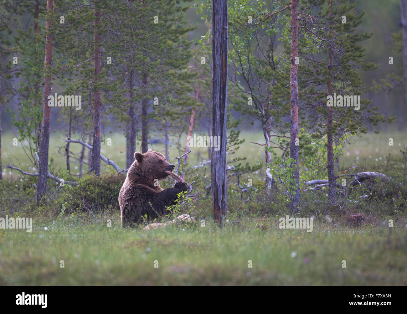 Brown bear, Ursus arctos, sitting down and eating, holding the food in ...