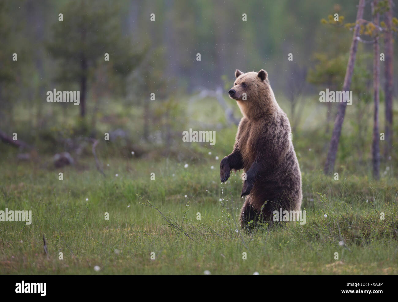 Bear on back legs hi-res stock photography and images - Alamy