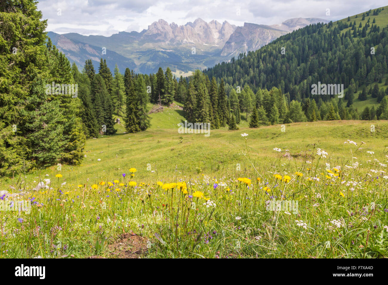 Meadow in Val Gardena, Selva, italy, with mountains in the background ...