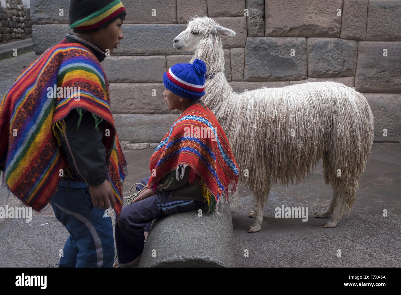 Indigenous with llamas through the city to take photographs with ...