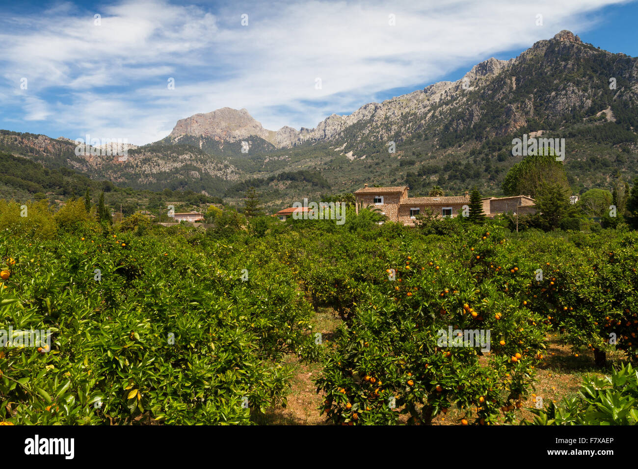 Mallorca orange orchard soller hi-res stock photography and images - Alamy