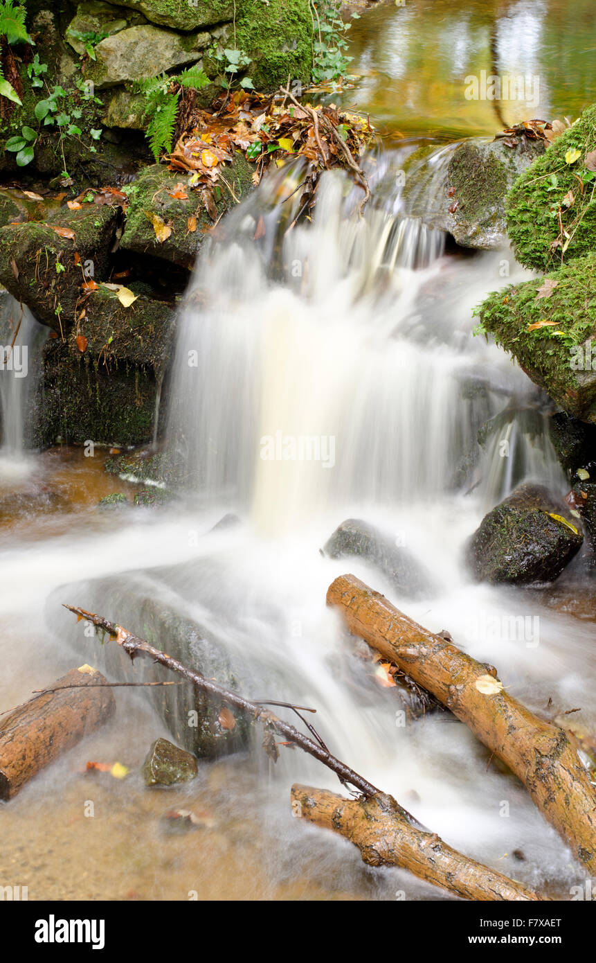 Forest stream and waterfall with fallen logs and branches Stock Photo ...