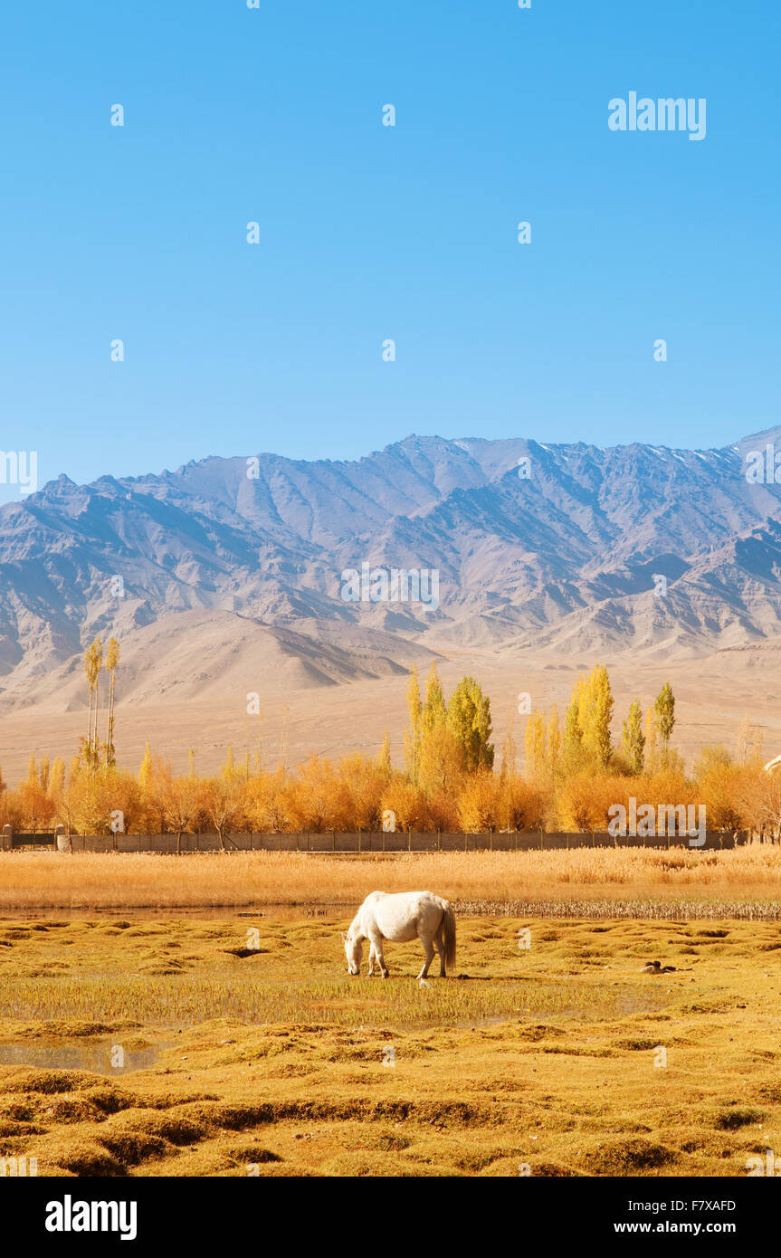 Horse eating grass at Holy Fish Pond, Shey Monastery, Leh Ladakh, India ...