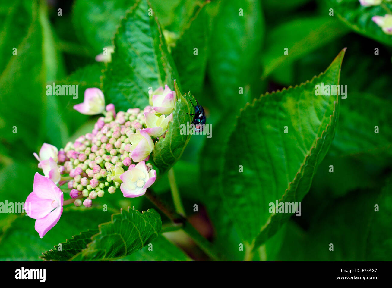 HYDRANGEA BUD AND FLOWER WITH GREEN BOTTLE FLY Stock Photo - Alamy