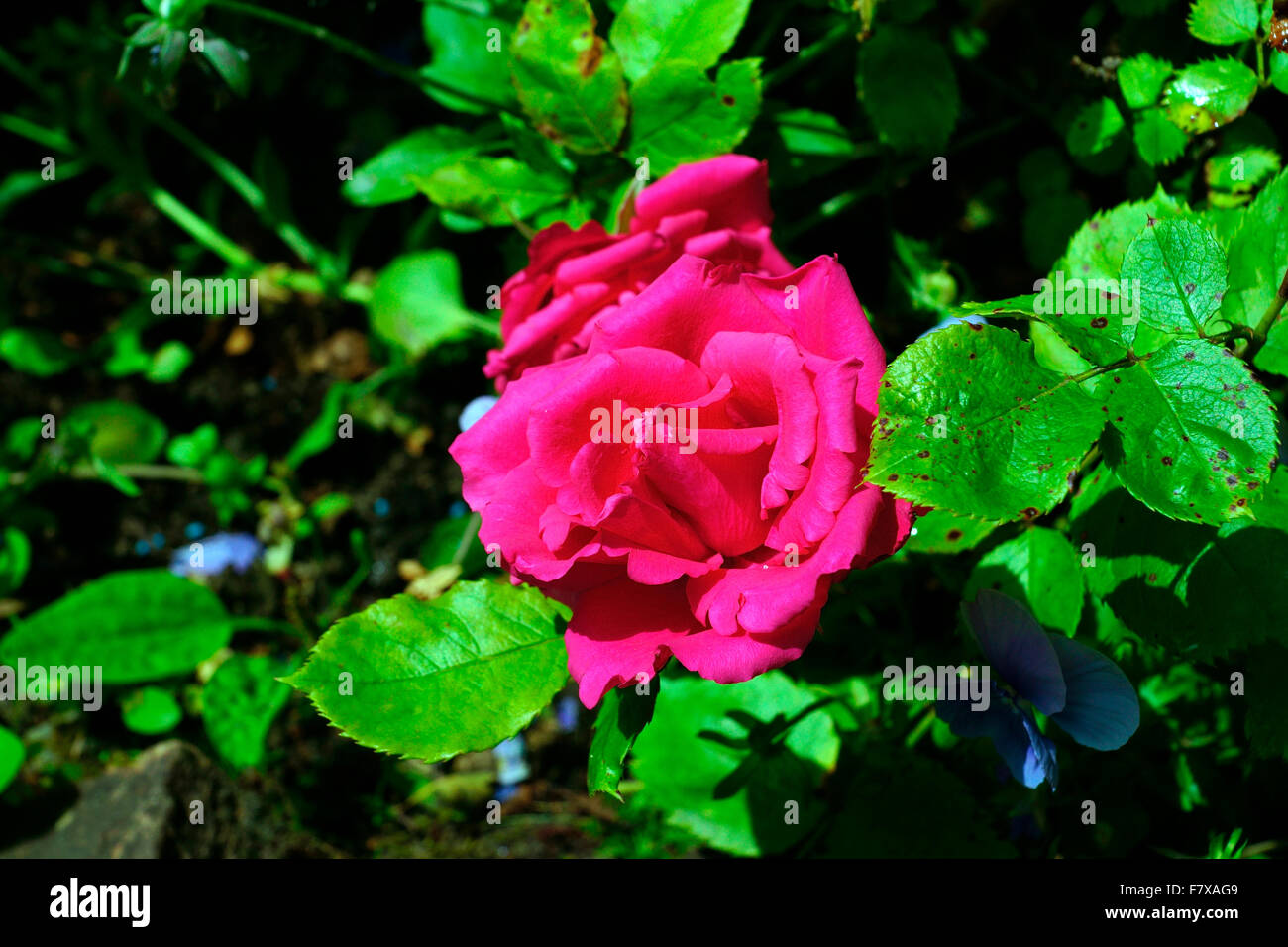 ROSE BLOOMING IN THE SUN Stock Photo - Alamy