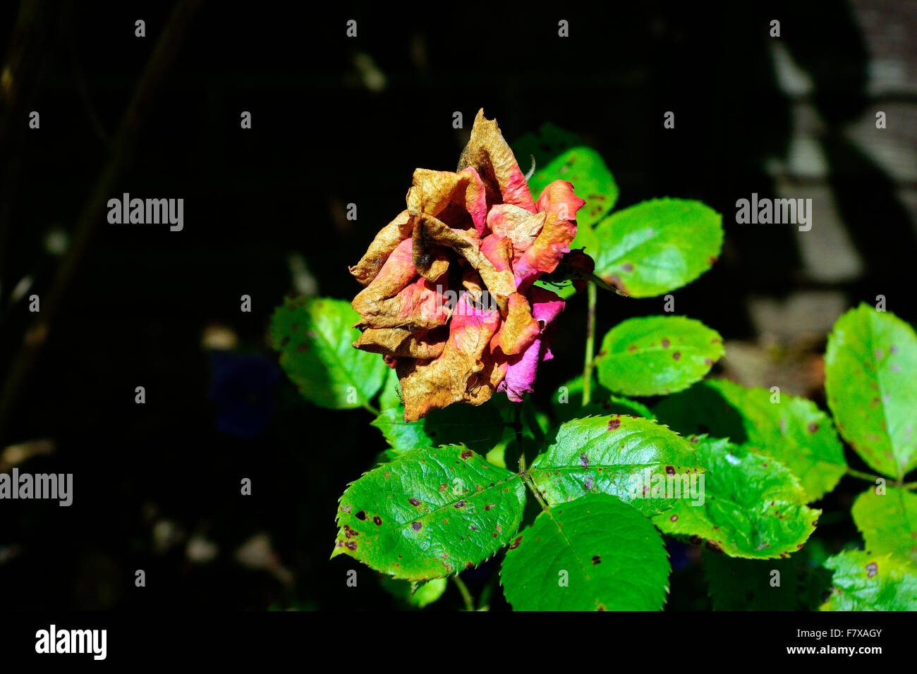 THE SAD END OF A DYING ROSE Stock Photo - Alamy