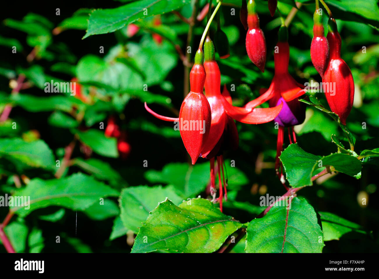 Red and white fuchsias hi-res stock photography and images - Alamy