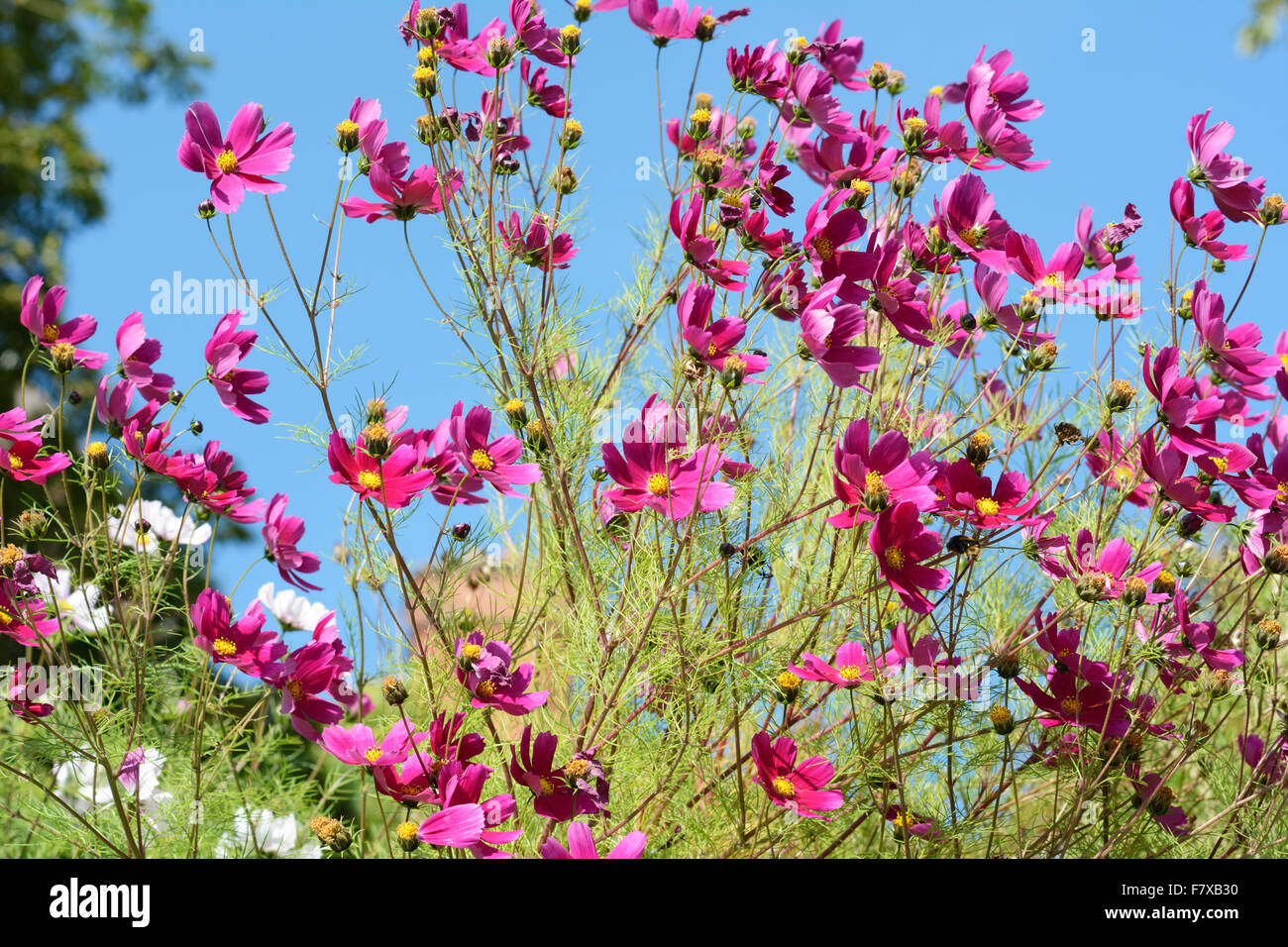 Magenta flowers hi-res stock photography and images - Alamy