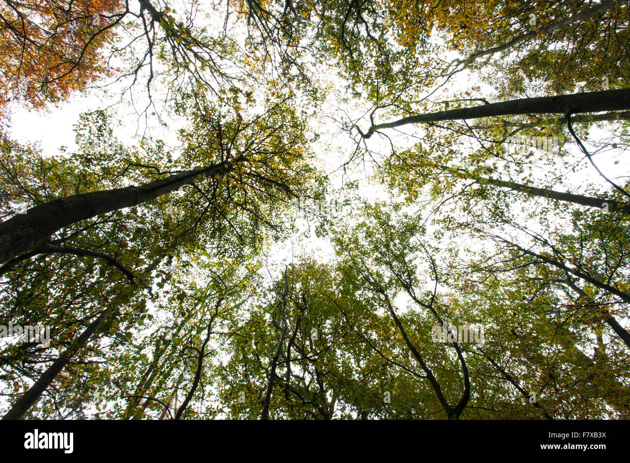 Ground level point of view hi-res stock photography and images - Alamy
