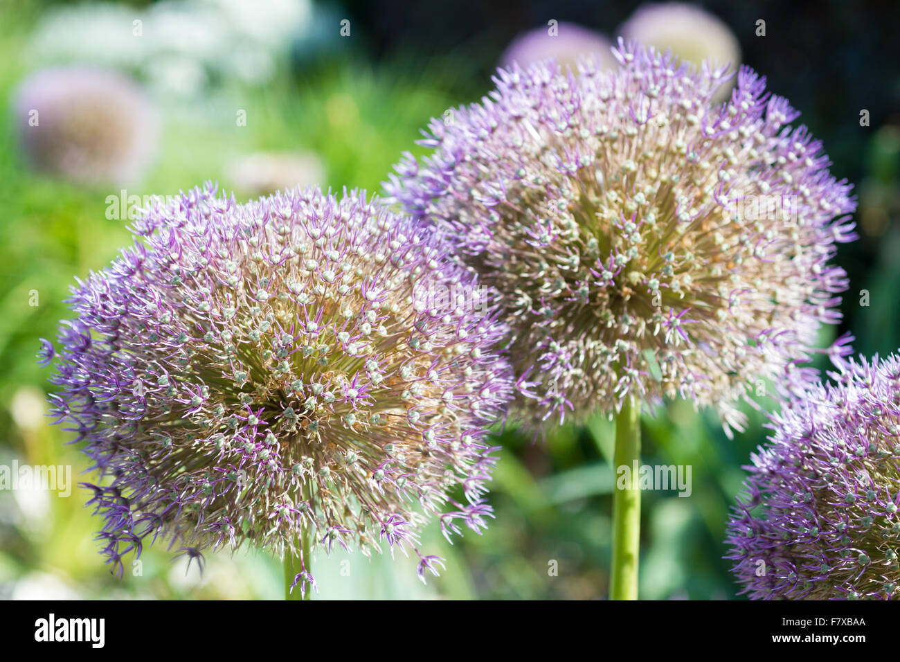 Marco of two Star of Persia flowers Stock Photo - Alamy