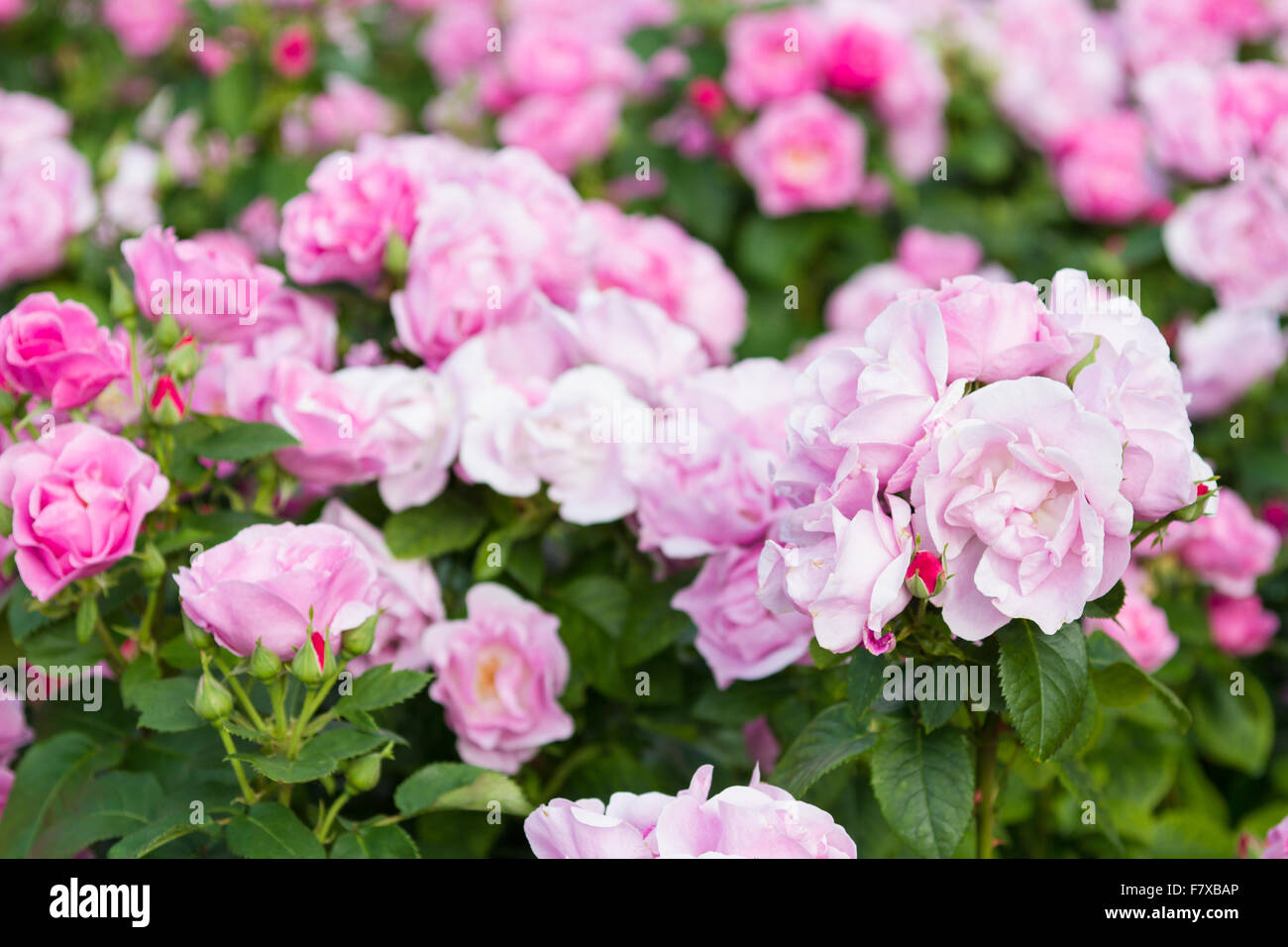 Rosa cultivar hi-res stock photography and images - Alamy