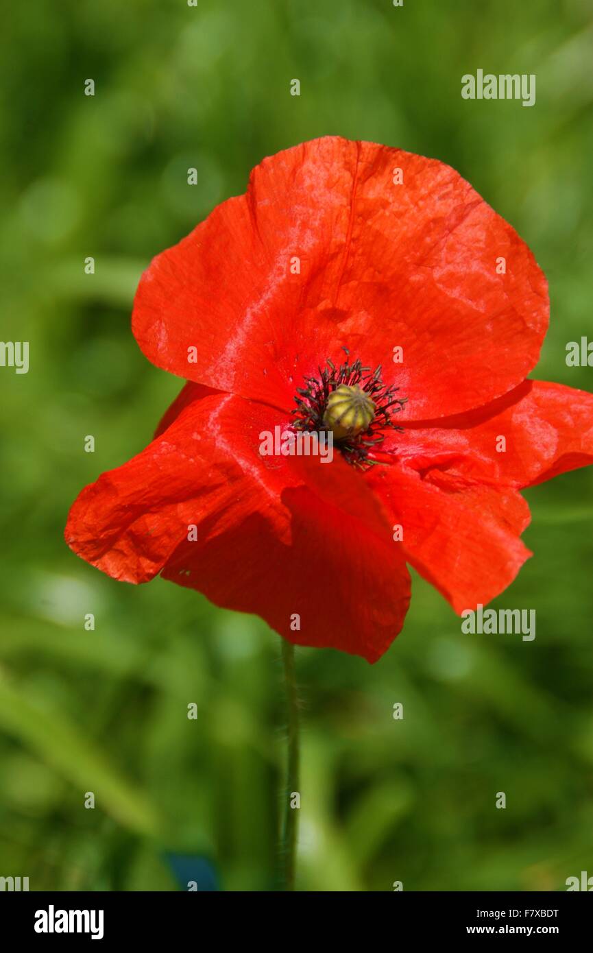 Bright red poppy Stock Photo - Alamy