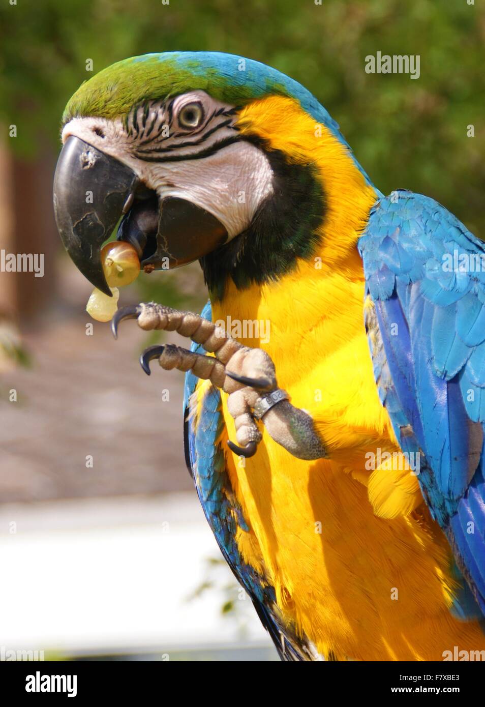 Blue macaw parrot Stock Photo - Alamy