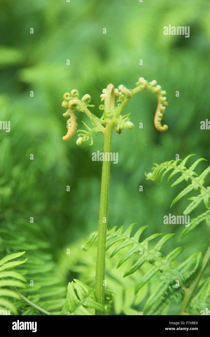 Soft green colours hi-res stock photography and images - Alamy